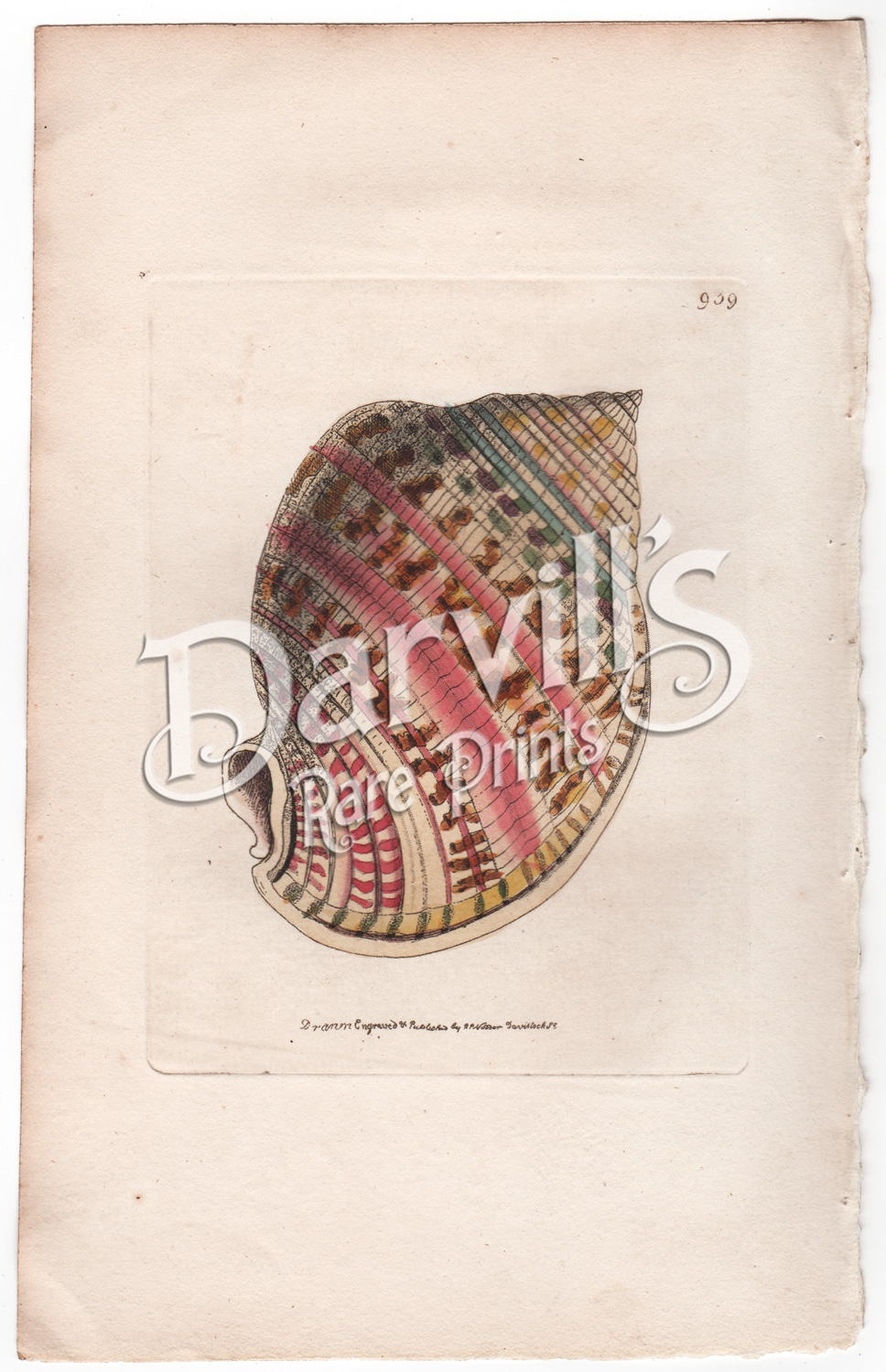 Shaw and Nodder Shell antique prints