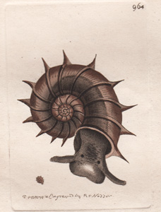 Shaw and Nodder Shell antique prints