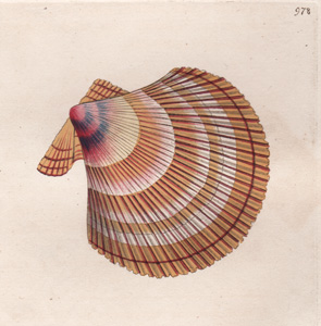 Shaw and Nodder Shell antique prints