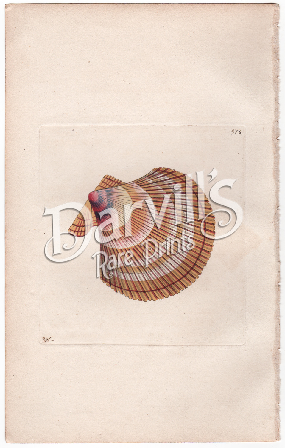 Shaw and Nodder Shell antique prints