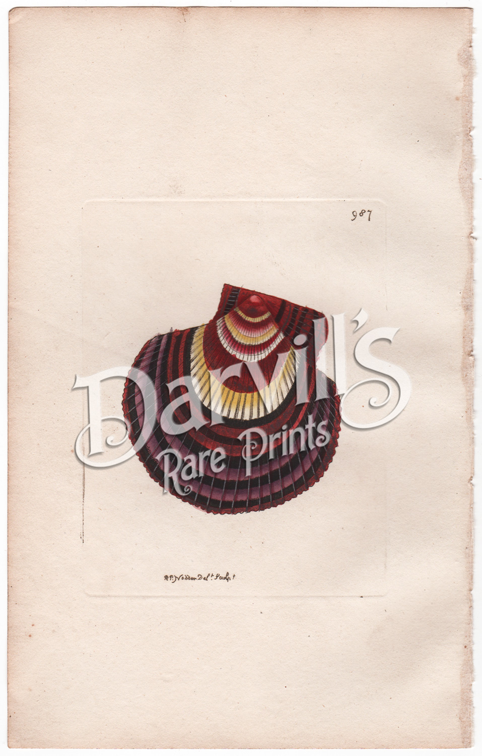 Shaw and Nodder Shell antique prints