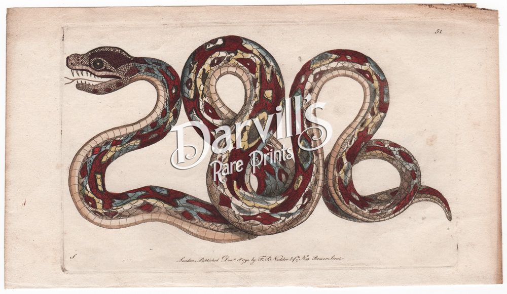 Shaw and Nodder Snakes antique prints