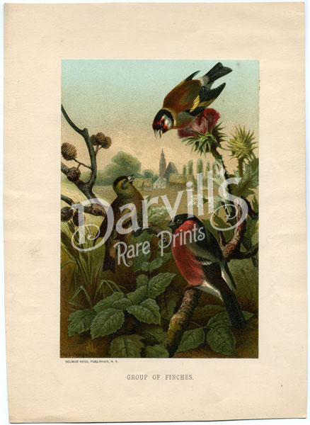 Louis Prang oil chromolithographs of birds from J.G. Wood's "Animate ...