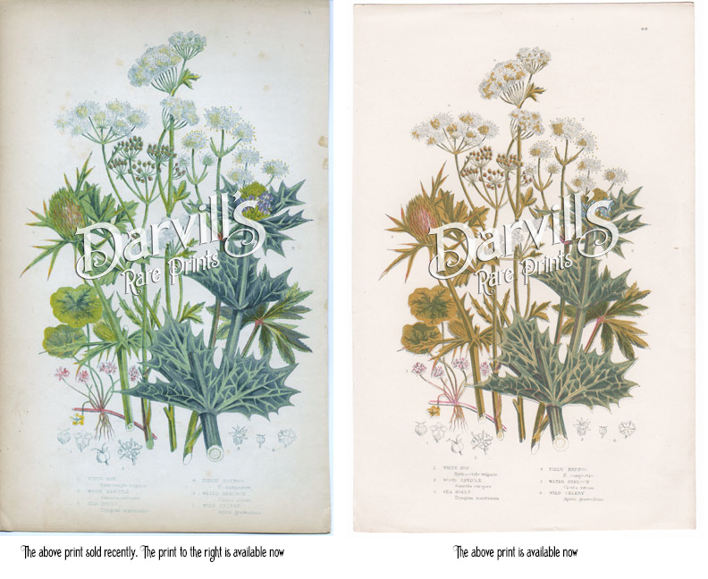 Anne Pratt's "The Flowering Plants, Grasses, Sedges and Ferns of Great ...