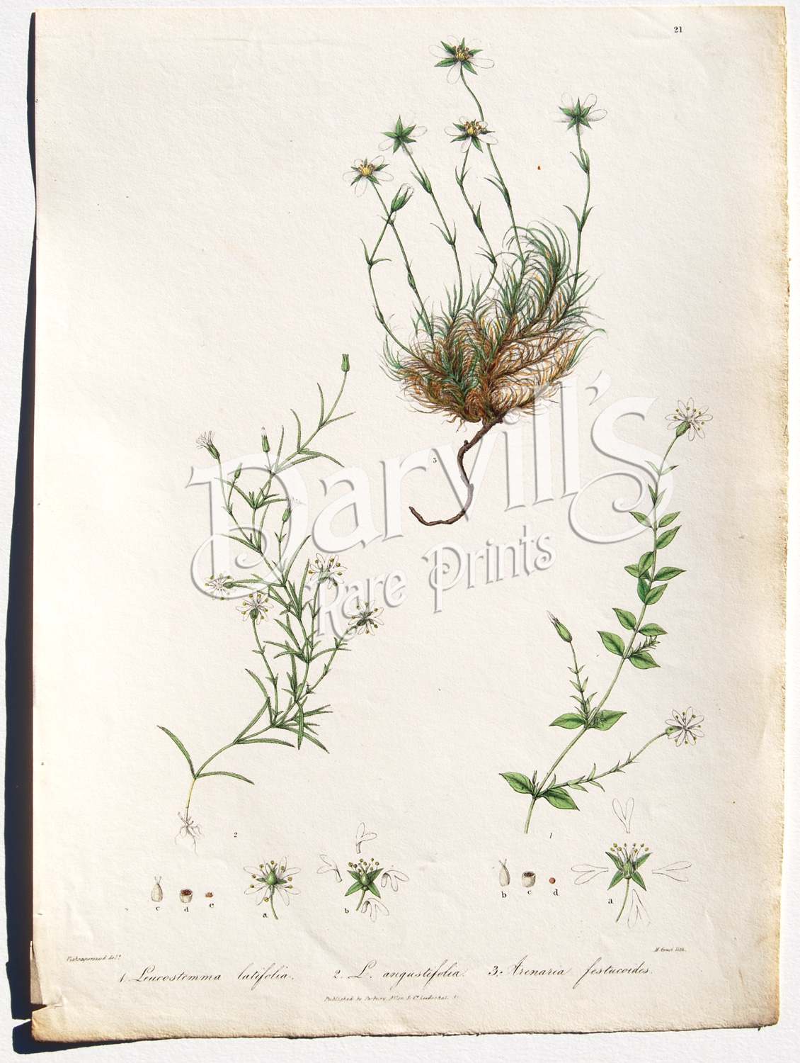 J. Forbes Royle "Himalayan botany" 1833
