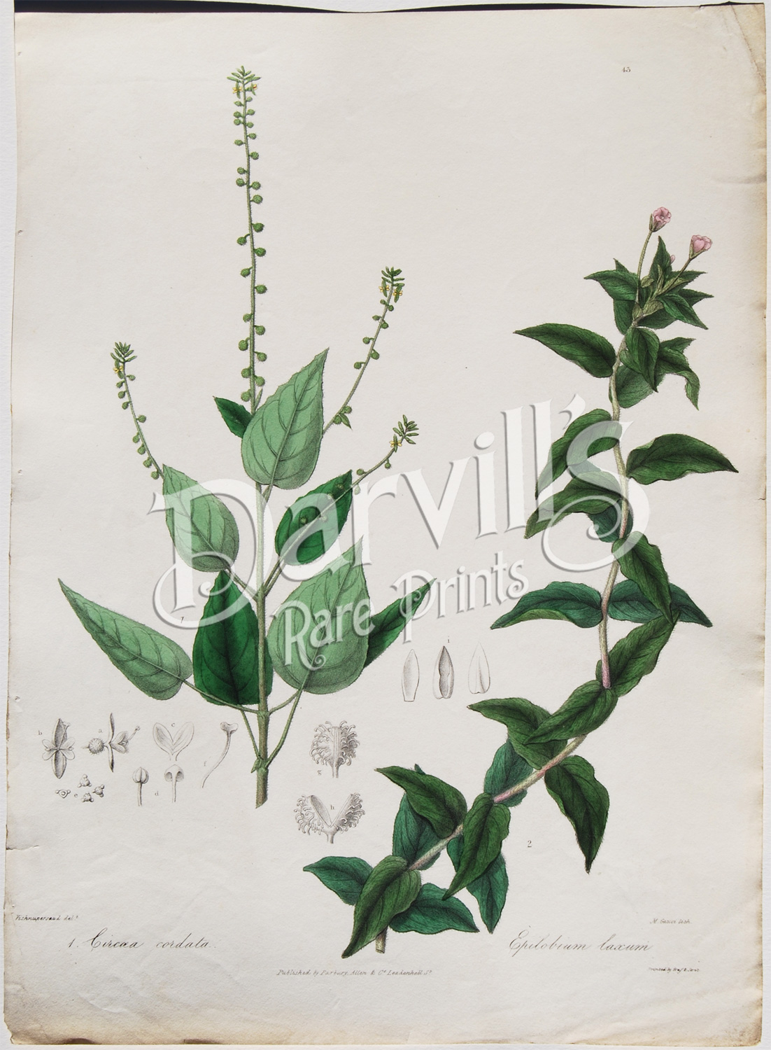 J. Forbes Royle "Himalayan botany" 1833