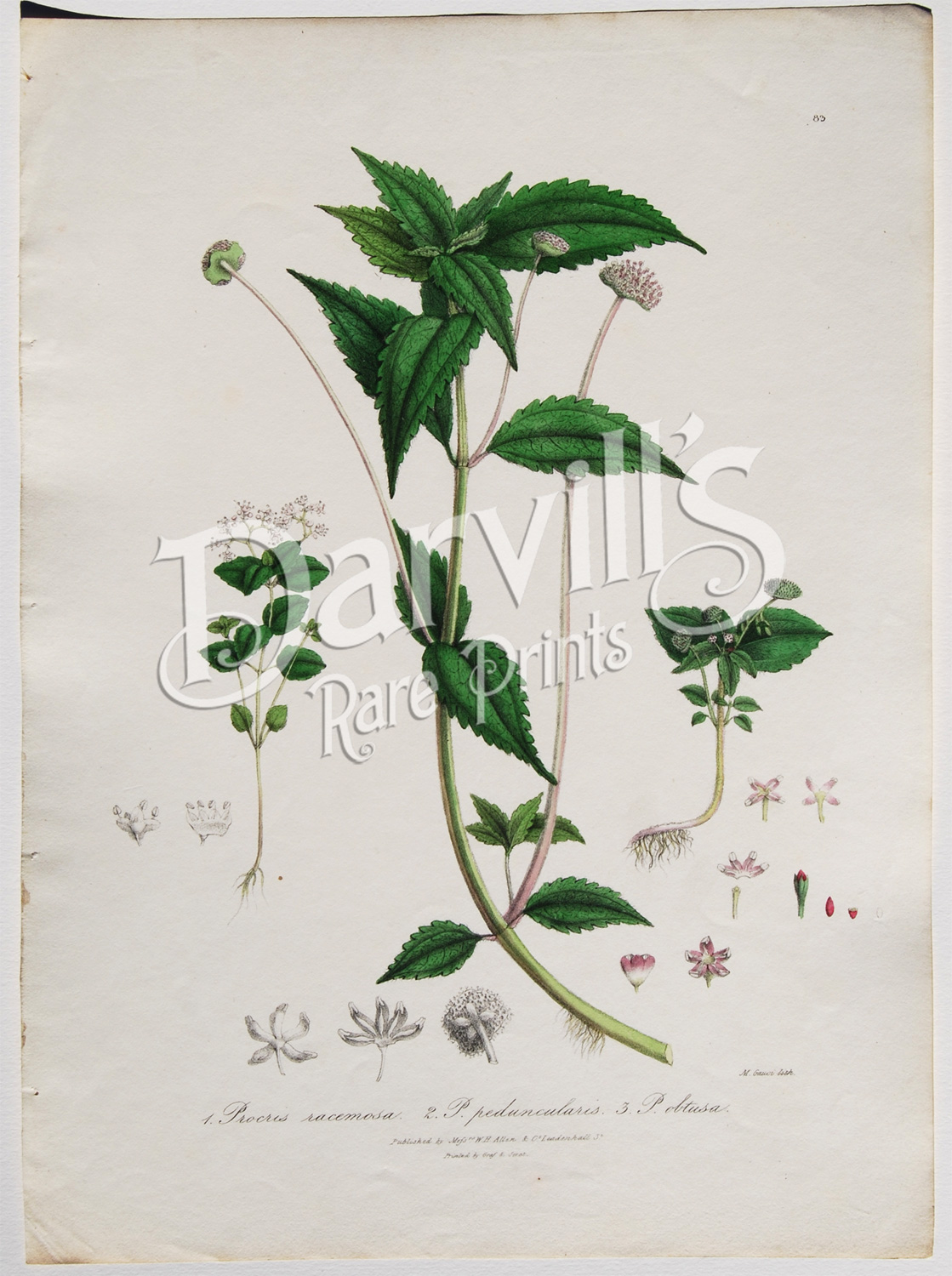 J. Forbes Royle "Himalayan botany" 1833