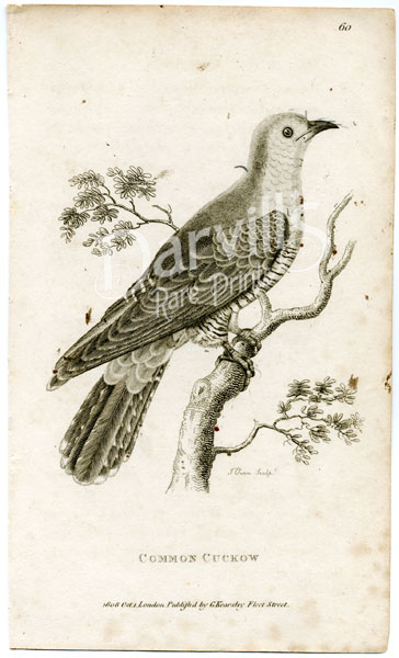 Antique bird prints by George Shaw 1800-1819