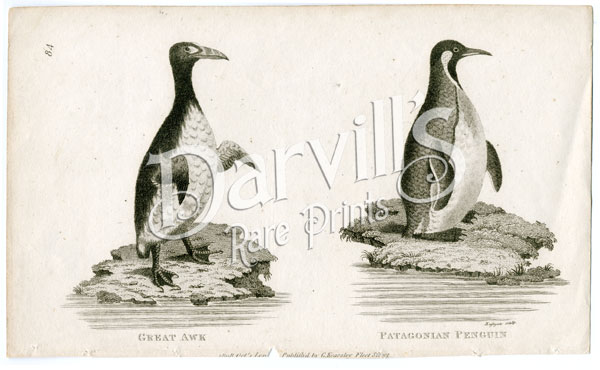 Antique bird prints by George Shaw 1800-1819