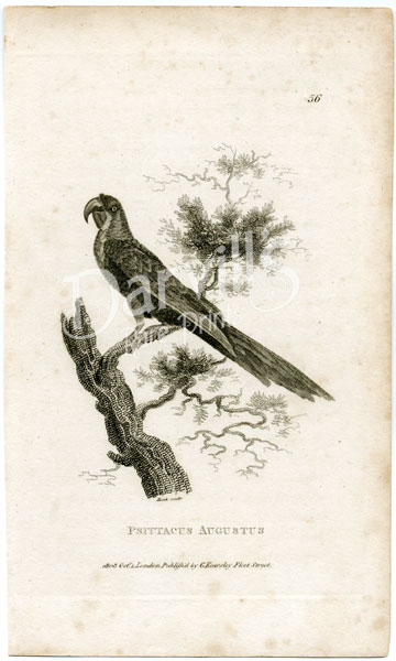 Antique bird prints by George Shaw 1800-1819