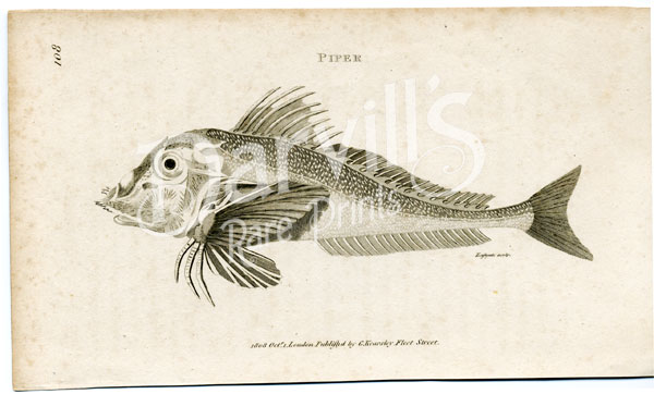 Antique fish prints by George Shaw 1800-1819