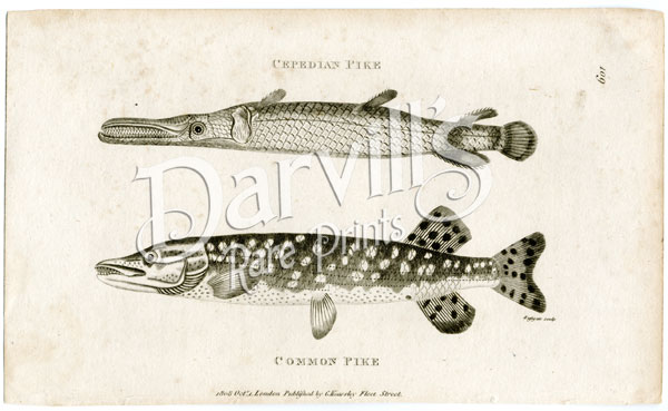 Antique fish prints by George Shaw 1800-1819