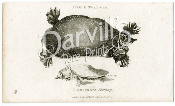 Antique animal and reptile prints by George Shaw 1800-1819