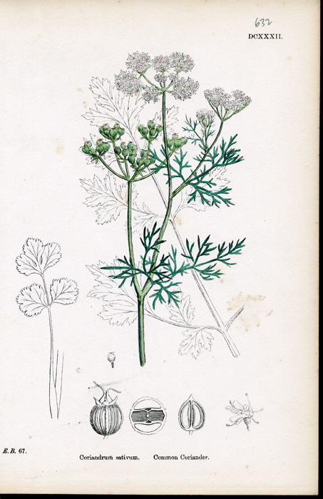 James Sowerby's "English Botany" 1863-6 Hand colored botanical lithographs