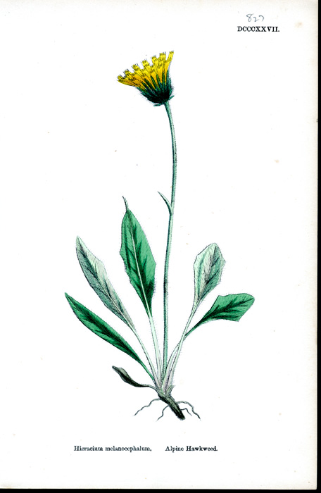 James Sowerby's "English Botany" 1863-6 Hand colored botanical lithographs