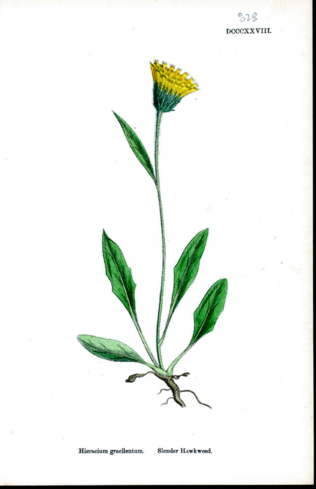 James Sowerby's "English Botany" 1863-6 Hand colored botanical lithographs