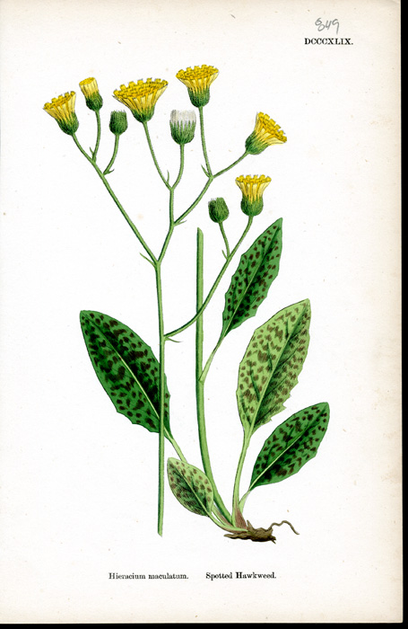 James Sowerby's "English Botany" 1863-6 Hand colored botanical lithographs