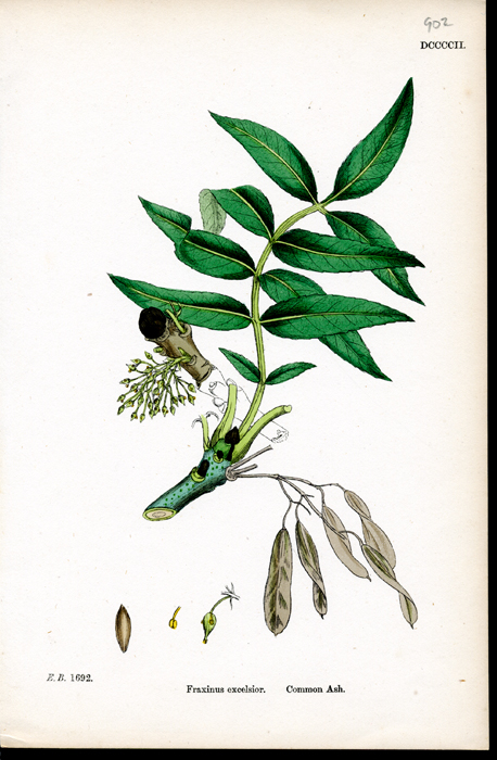 James Sowerby's "English Botany" 1863-6 Hand colored botanical lithographs