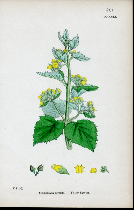 James Sowerby's "English Botany" 1863-6 Hand colored botanical lithographs