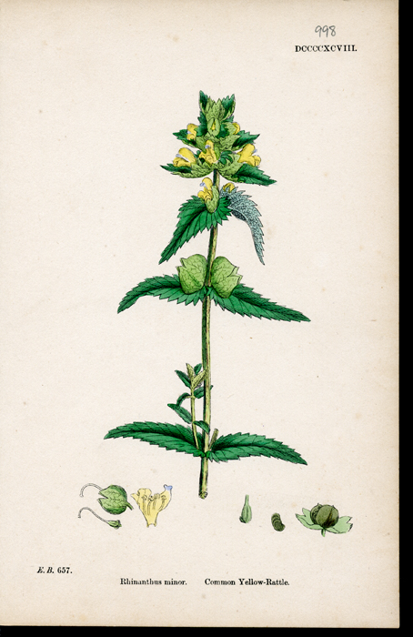 James Sowerby's "English Botany" 1863-6 Hand colored botanical lithographs