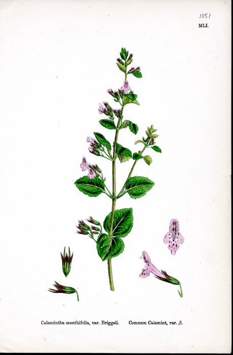 James Sowerby's "English Botany" 1863-6 Hand colored botanical lithographs