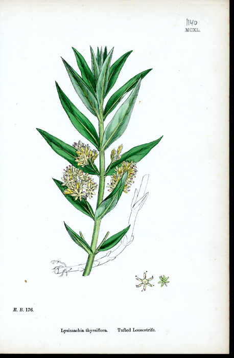 James Sowerby's "English Botany" 1863-6 Hand colored botanical lithographs