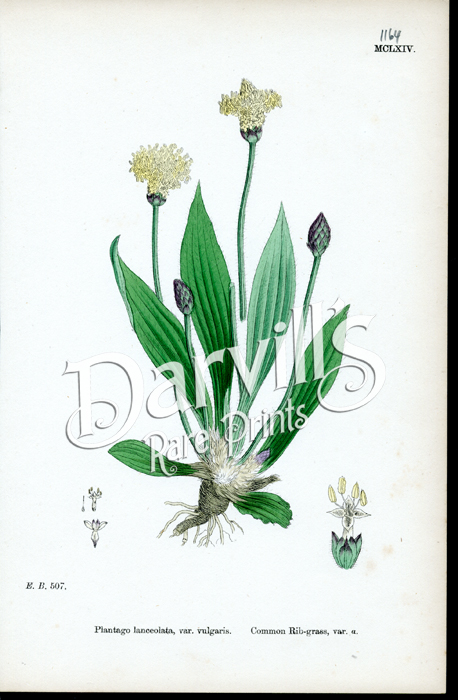 James Sowerby's "English Botany" 1863-6 Hand colored botanical lithographs