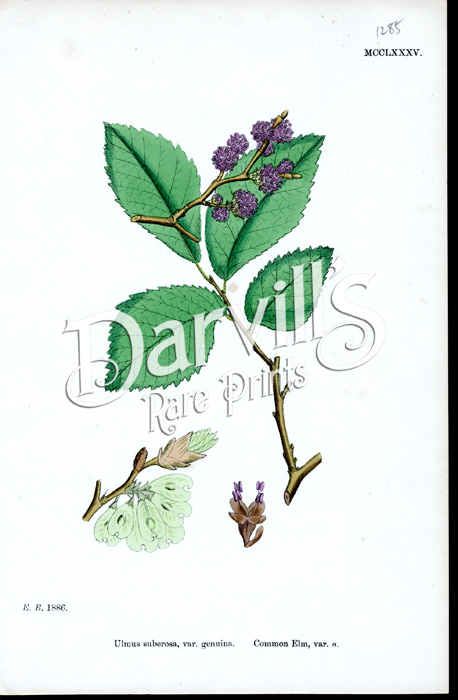 James Sowerby's "English Botany" 1863-6 Hand colored botanical lithographs