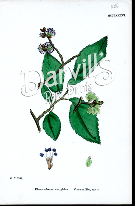 James Sowerby's "English Botany" 1863-6 Hand colored botanical lithographs