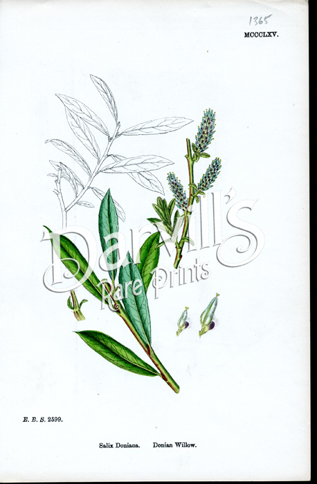 James Sowerby's "English Botany" 1863-6 Hand colored botanical lithographs