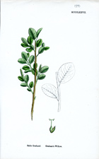 James Sowerby's "English Botany" 1863-6 Hand colored botanical lithographs