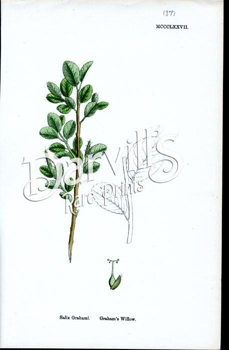 James Sowerby's "English Botany" 1863-6 Hand colored botanical lithographs