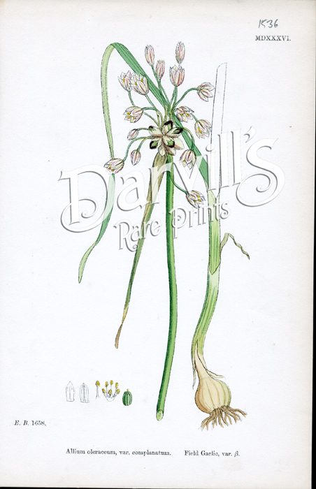 James Sowerby's "English Botany" 1863-6 Hand colored botanical lithographs