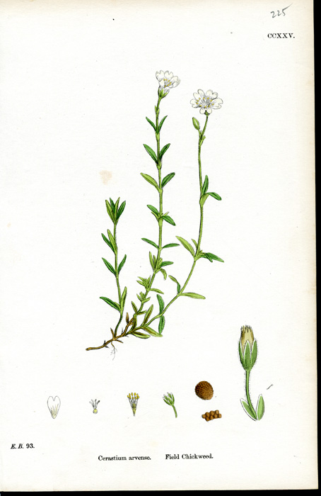 James Sowerby's "English Botany" 1863-6 Hand colored botanical lithographs