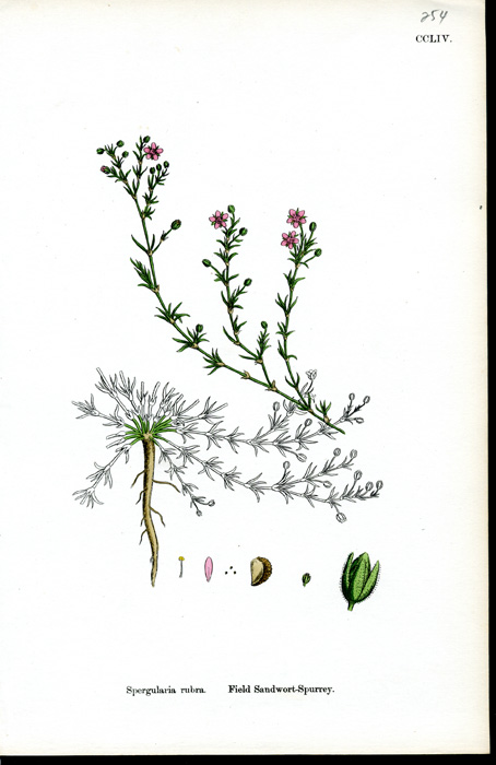 James Sowerby's "English Botany" 1863-6 Hand colored botanical lithographs