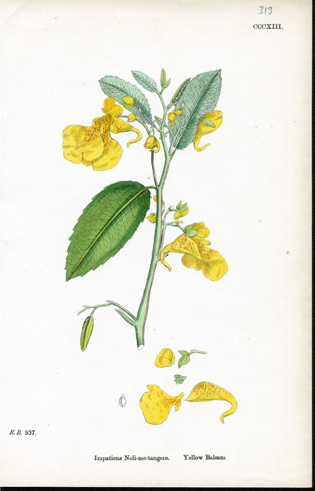 James Sowerby's "English Botany" 1863-6 Hand colored botanical lithographs