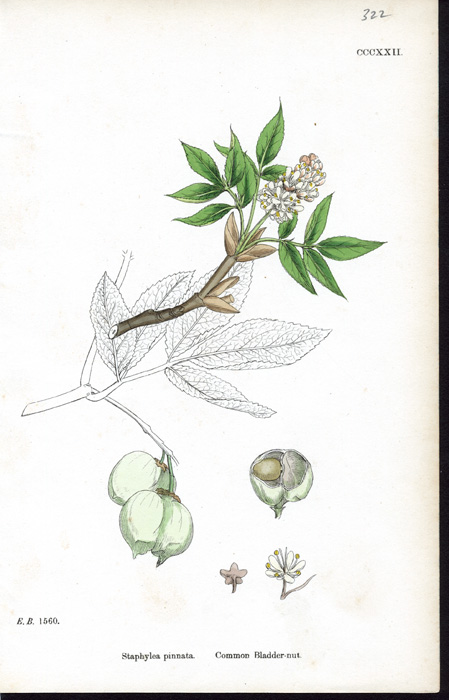 James Sowerby's "English Botany" 1863-6 Hand colored botanical lithographs
