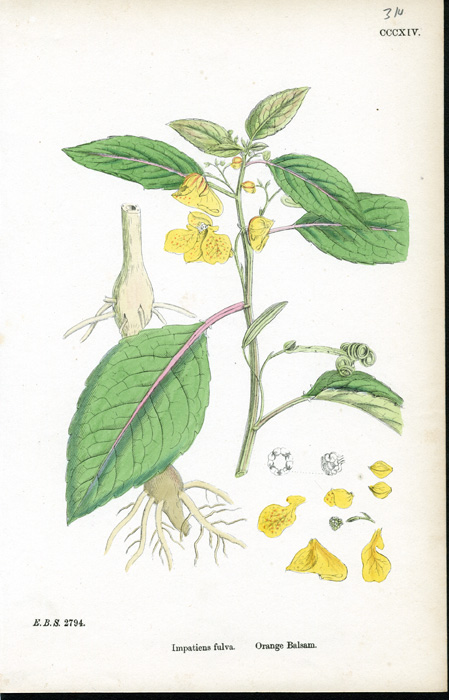 James Sowerby's "English Botany" 1863-6 Hand colored botanical lithographs