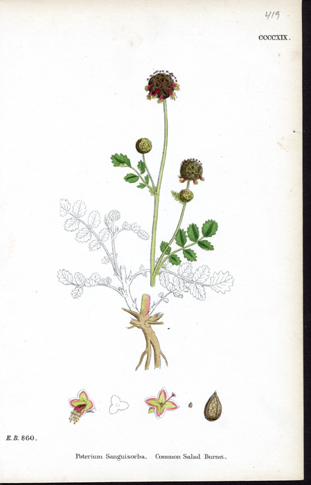 James Sowerby's "English Botany" 1863-6 Hand colored botanical lithographs