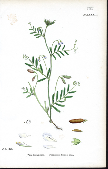 James Sowerby's "English Botany" 1863-6 Hand colored botanical lithographs