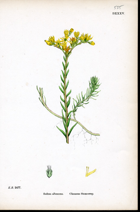 James Sowerby's "English Botany" 1863-6 Hand colored botanical lithographs