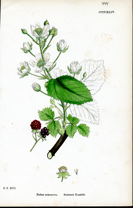 James Sowerby's "English Botany" 1863-6 Hand colored botanical lithographs