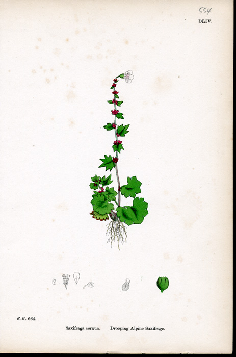 James Sowerby's "English Botany" 1863-6 Hand colored botanical lithographs