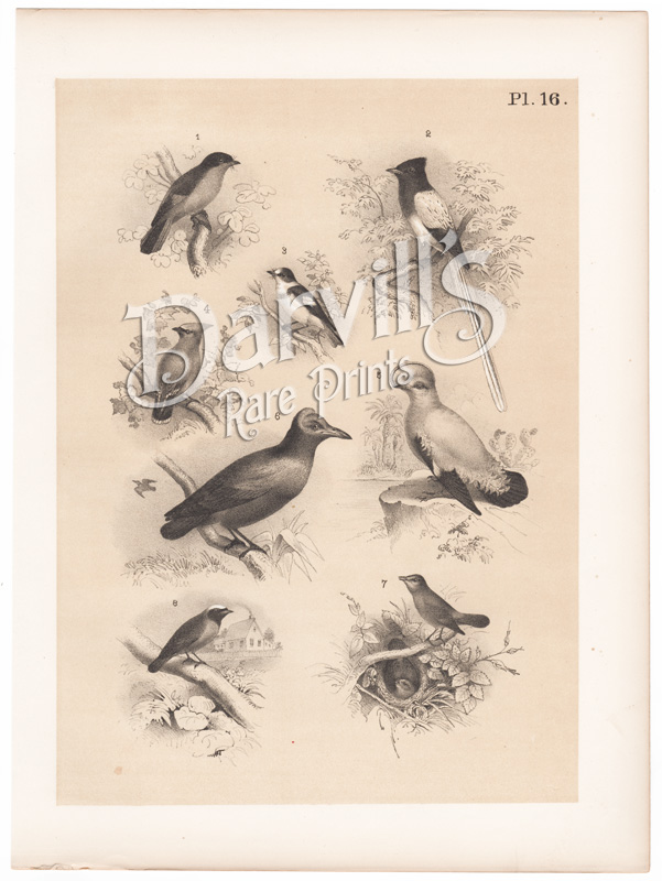 Studer and Jasper "The Birds of North America" 1878 two-tone lithographs