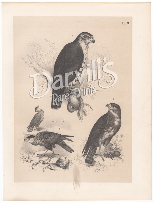 Studer and Jasper "The Birds of North America" 1878 two-tone lithographs