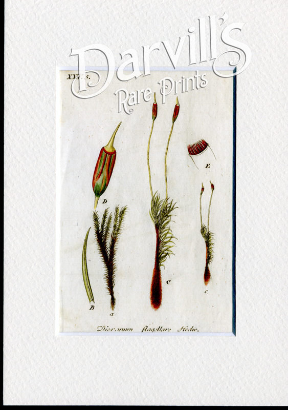 Deutschlands Flora, Jacob Sturm 1798-1855 hand colored engravings ...