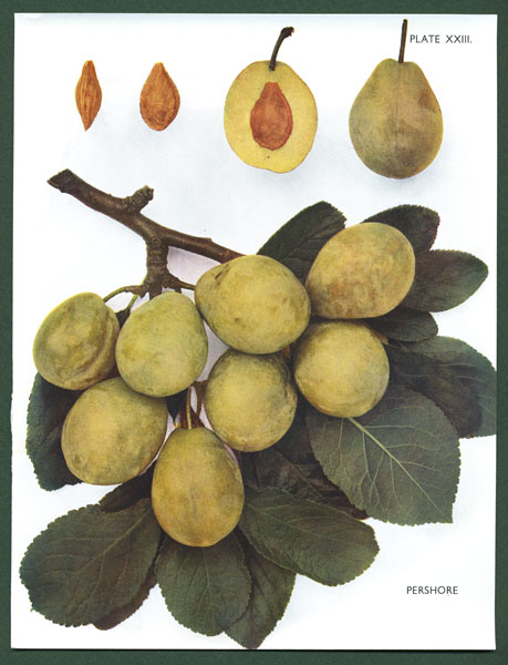 H.V. Taylor - Apples and Plums of England