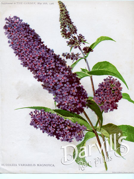 Antique floral botanical prints from "The Garden" 1871-1927 William ...