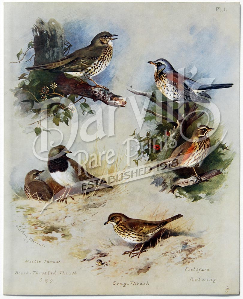 Archibald Thorburn "British Birds" antique prints (1918)