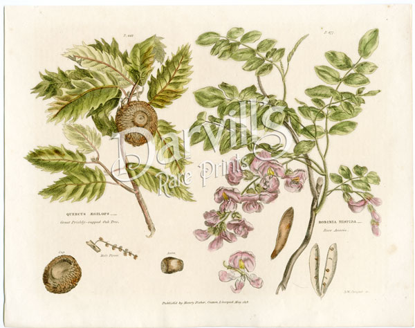 The Universal Herbal (1816-1820) by Thomas Green